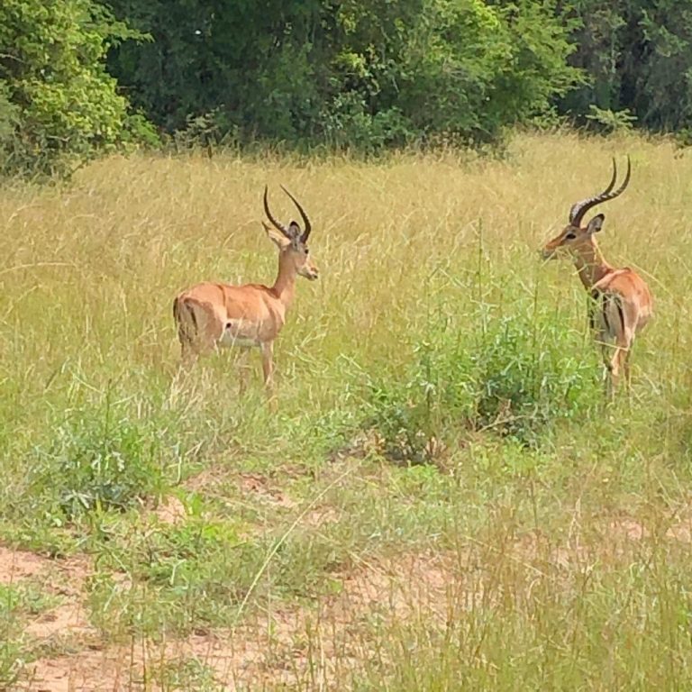 Au Rwanda, gare au gorille | Les Hardis