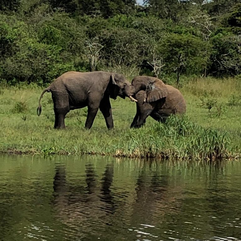 Au Rwanda, gare au gorille | Les Hardis