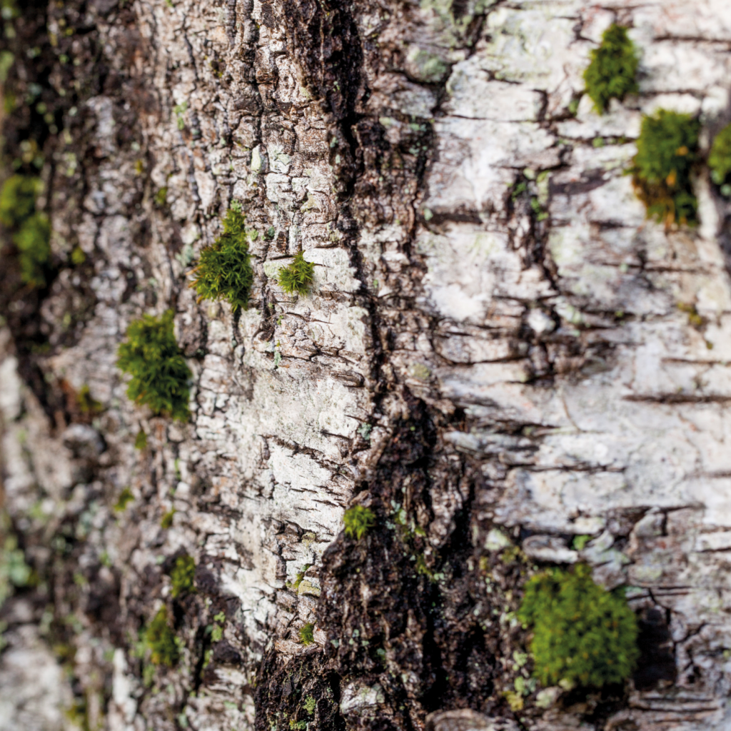 Le chaga, un champignon de nos forêts