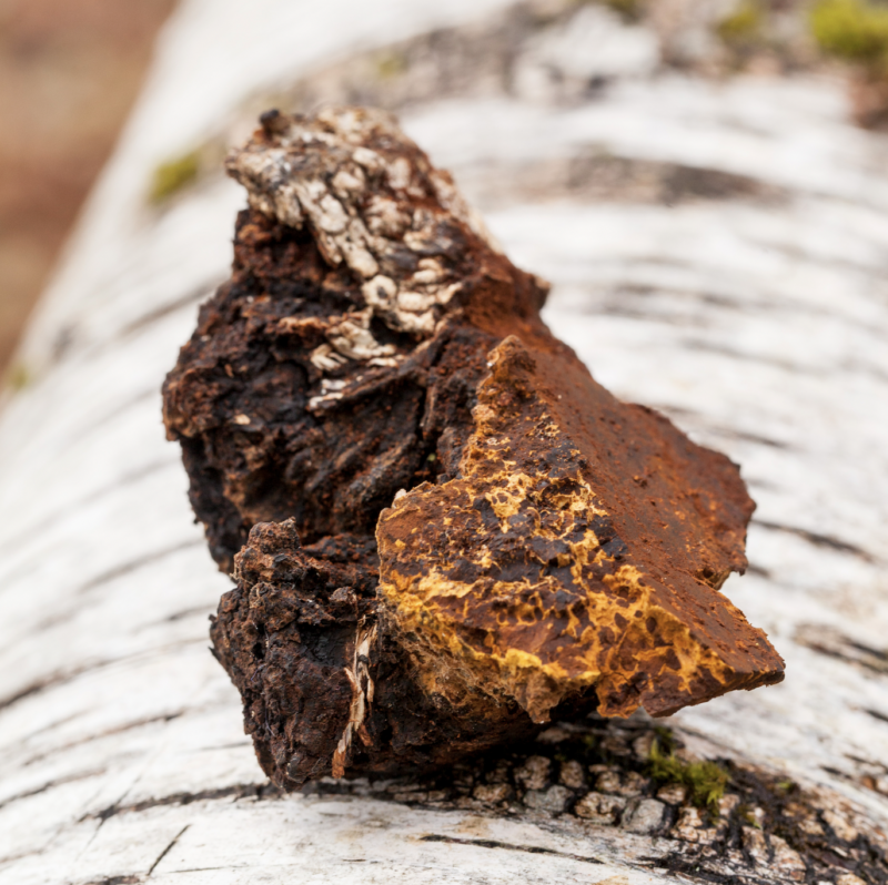 Le chaga, un champignon de nos forêts